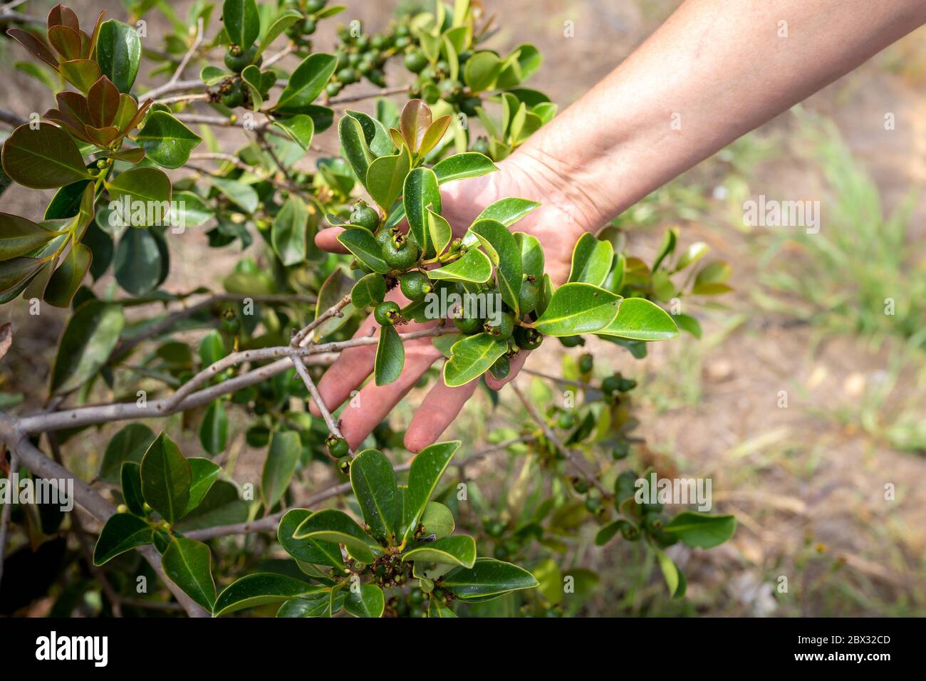 close up. A hand holds a branch of a guava tree that begins to grow ...