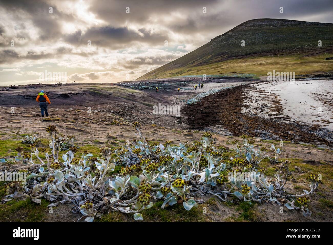 Falkland Islands, Saunders Island, landing in the north of the island ...
