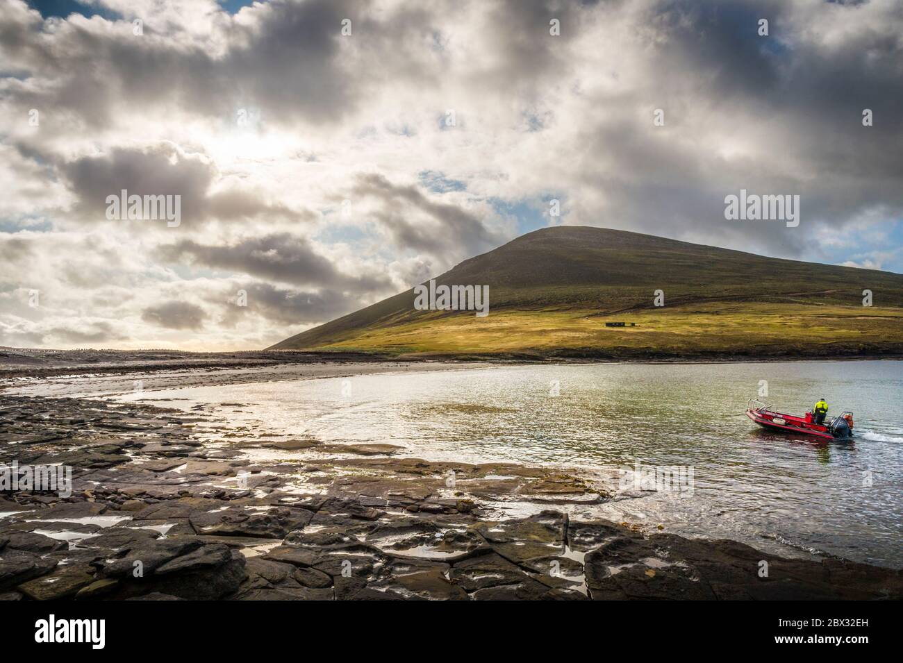 Falkland Islands, Saunders Island, landing in the north of the island ...
