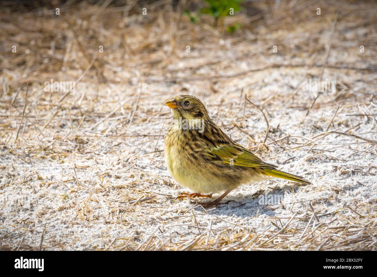 Falkland Islands, Carcass Island, Pipit correndera (Anthus correndera) endemic Stock Photo - Alamy