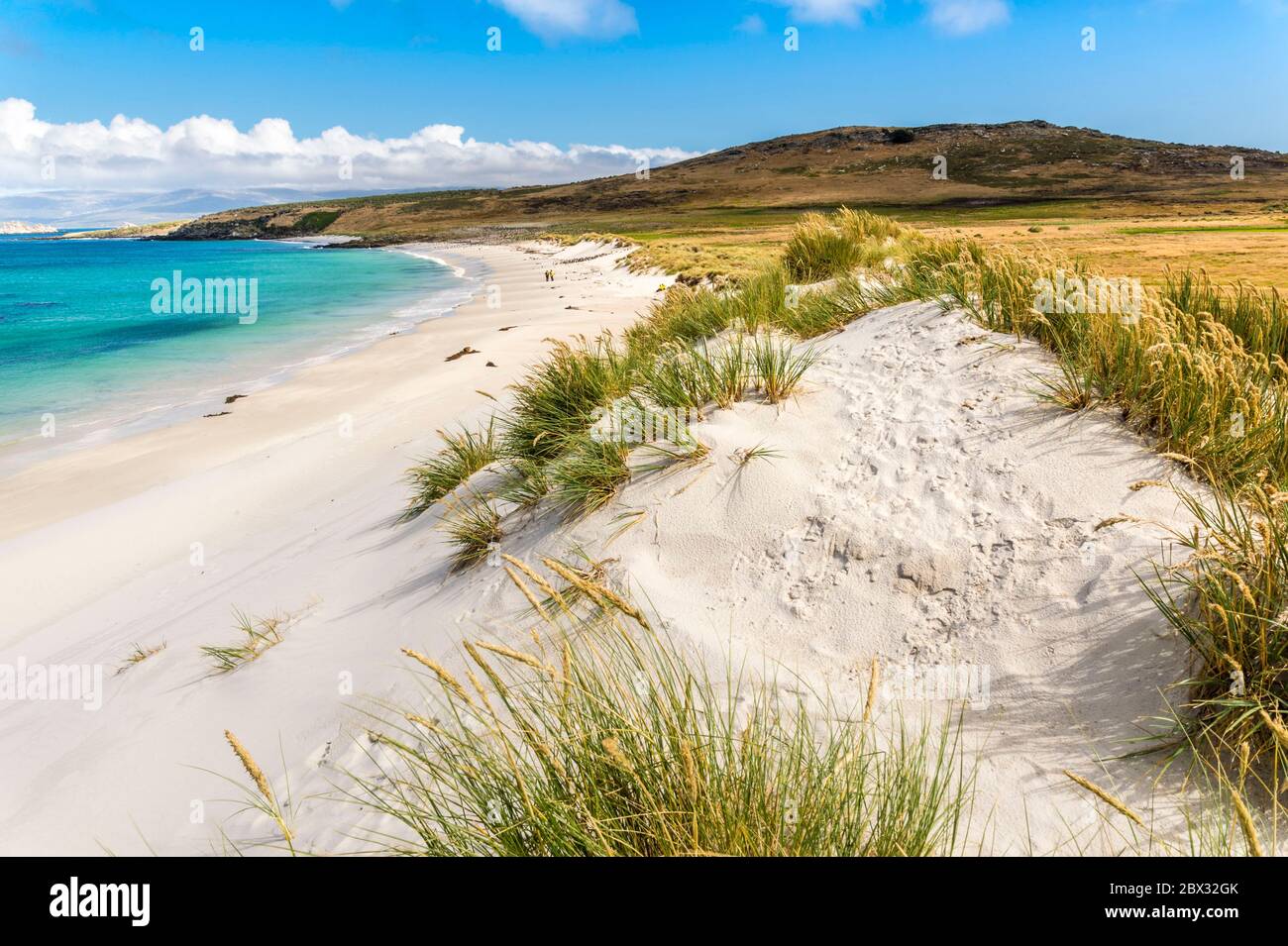 Falkland Islands, white sand beach on Carcass Island, home to a colony ...
