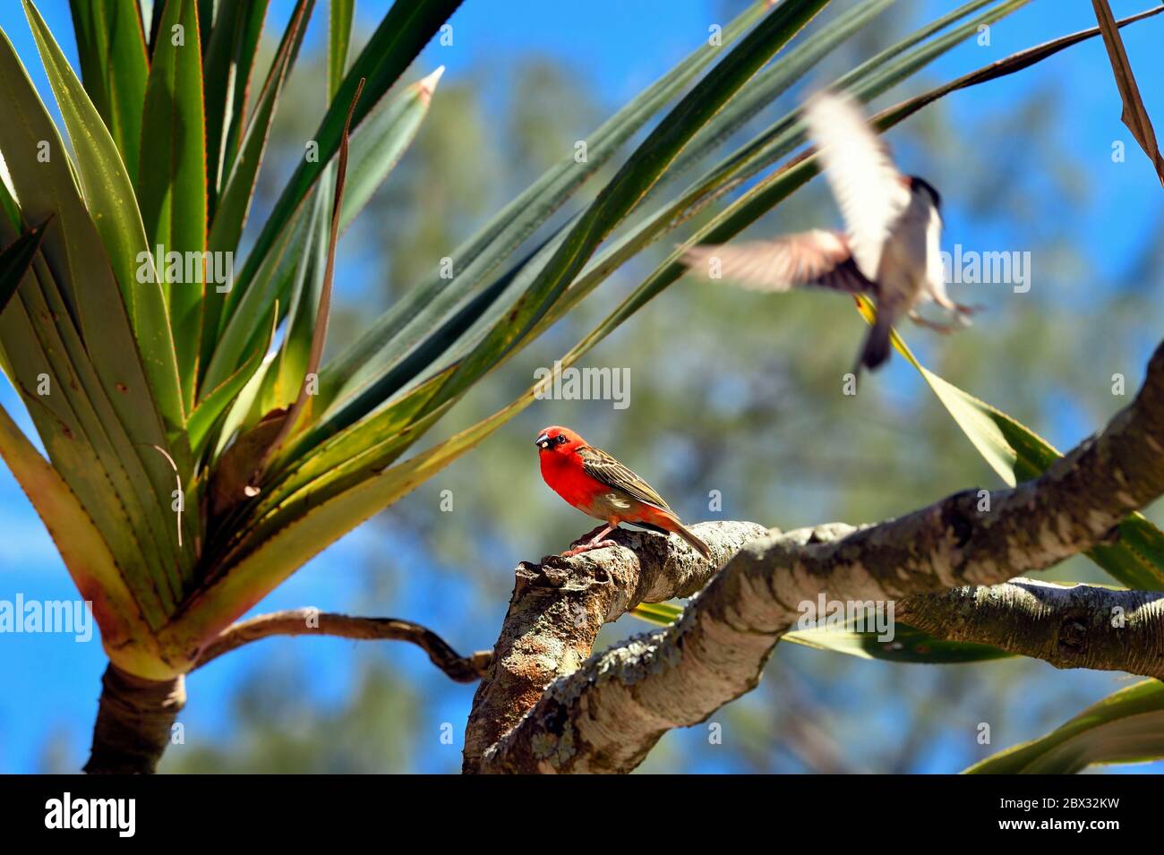 Reunion island and fody bird hi-res stock photography and images - Alamy