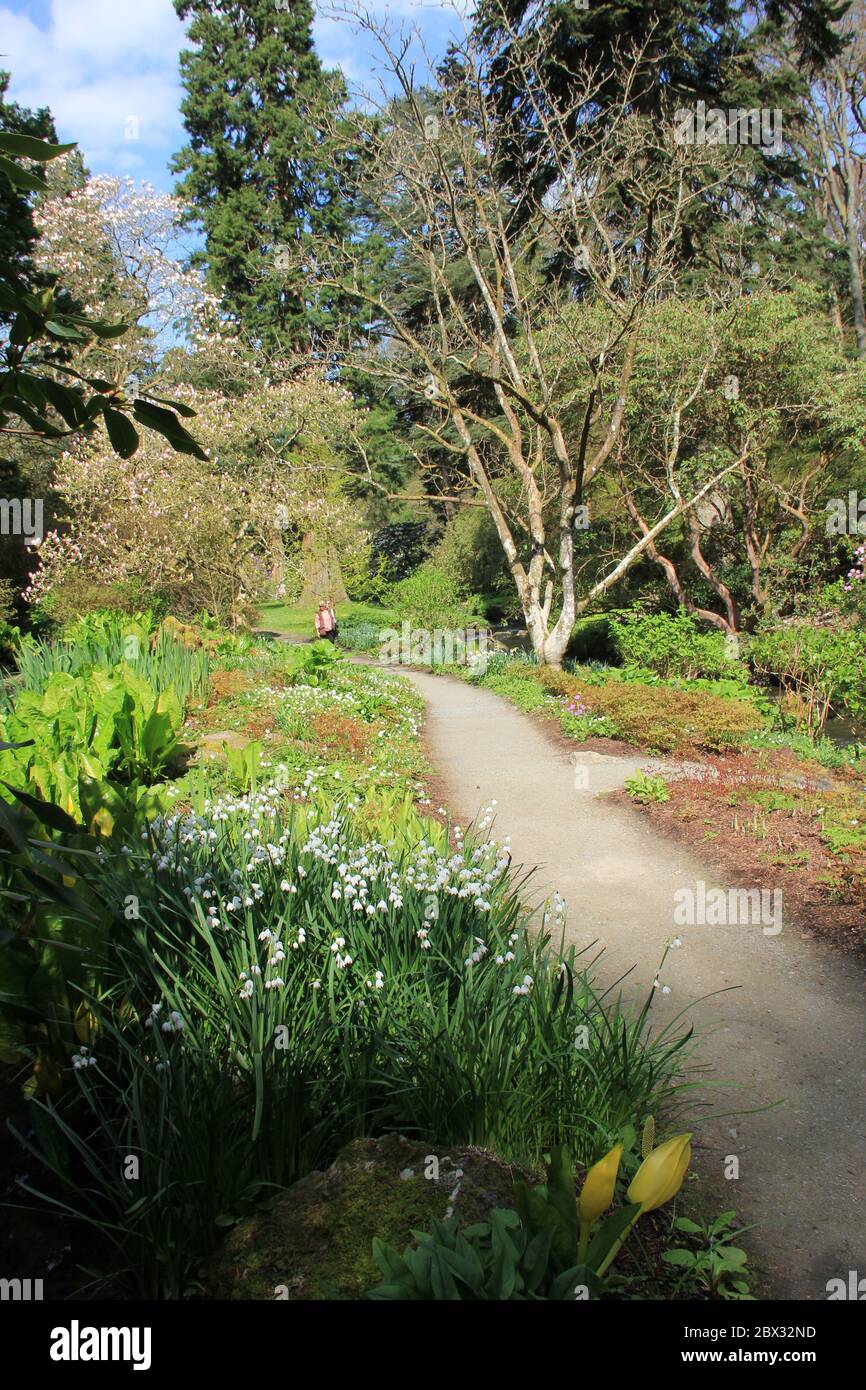 Pinetum in the dell hi-res stock photography and images - Alamy