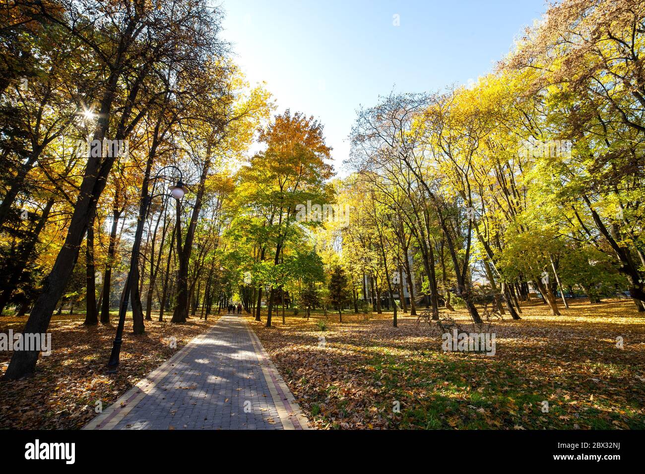 Trees with fallen yellow leaves and pedestrian walkway in autumn park Stock Photo - Alamy