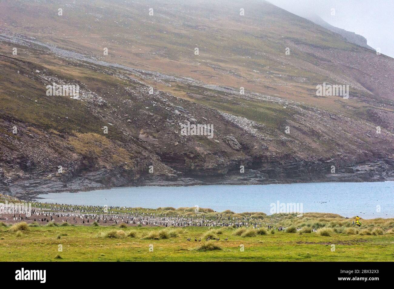 Falkland Islands, West Falkland, Grave Cove, Largest colony of Gentoo ...
