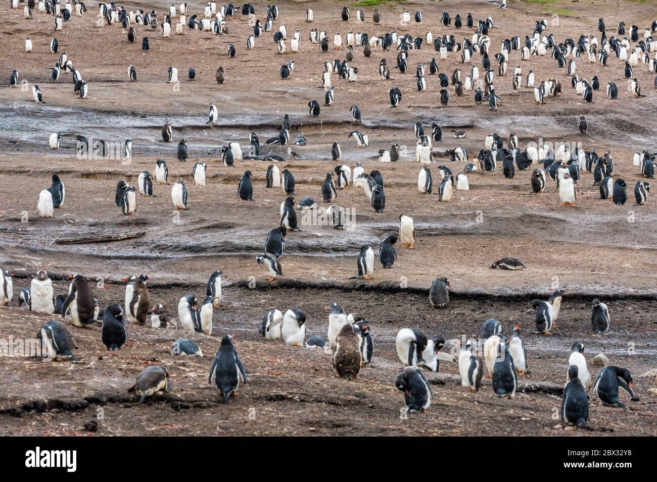 Falkland Islands, West Falkland, Grave Cove, Largest colony of Gentoo ...