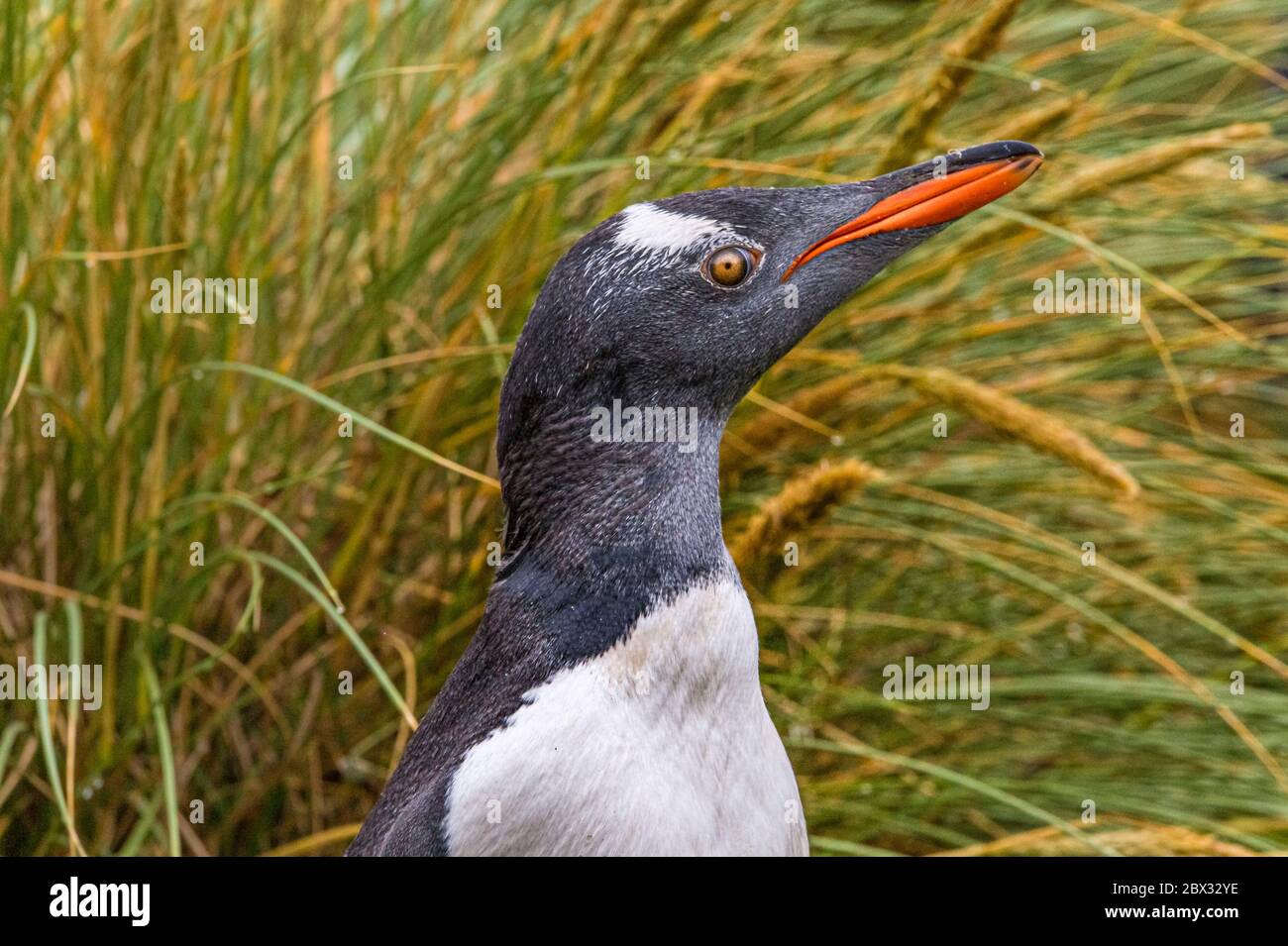 Falkland Islands, West Falkland, Grave Cove, Largest colony of Gentoo ...