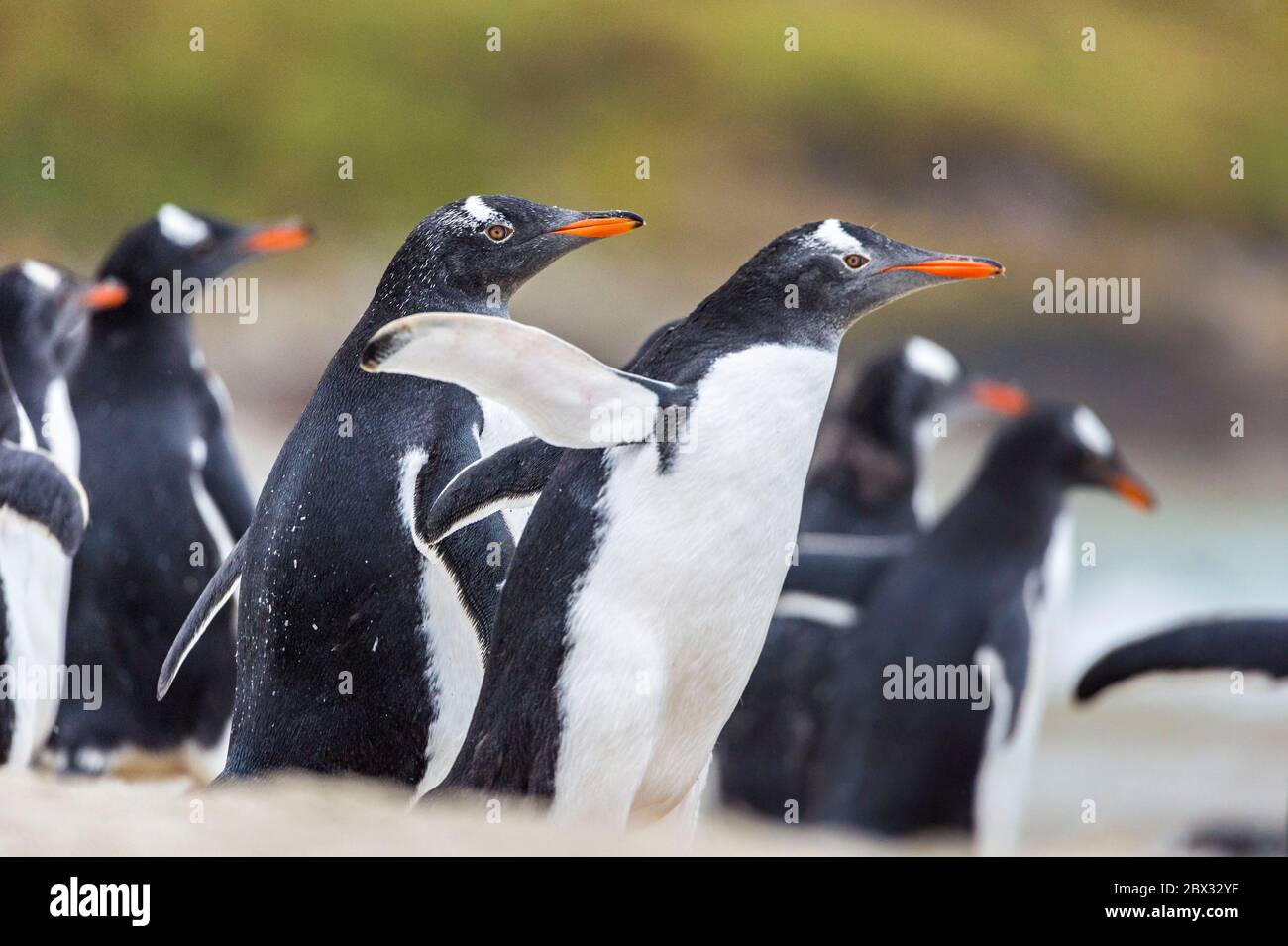 Falkland Islands, West Falkland, Grave Cove, Largest colony of Gentoo ...