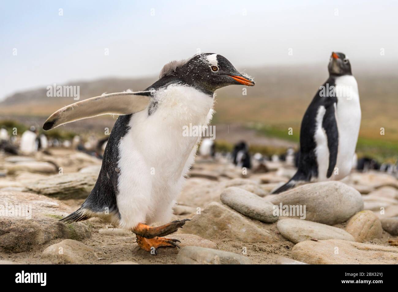 Falkland Islands, West Falkland, Grave Cove, Largest colony of Gentoo ...