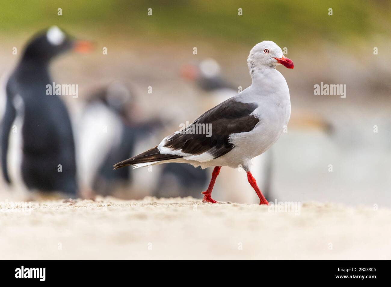 Scoresbys gull hi-res stock photography and images - Alamy