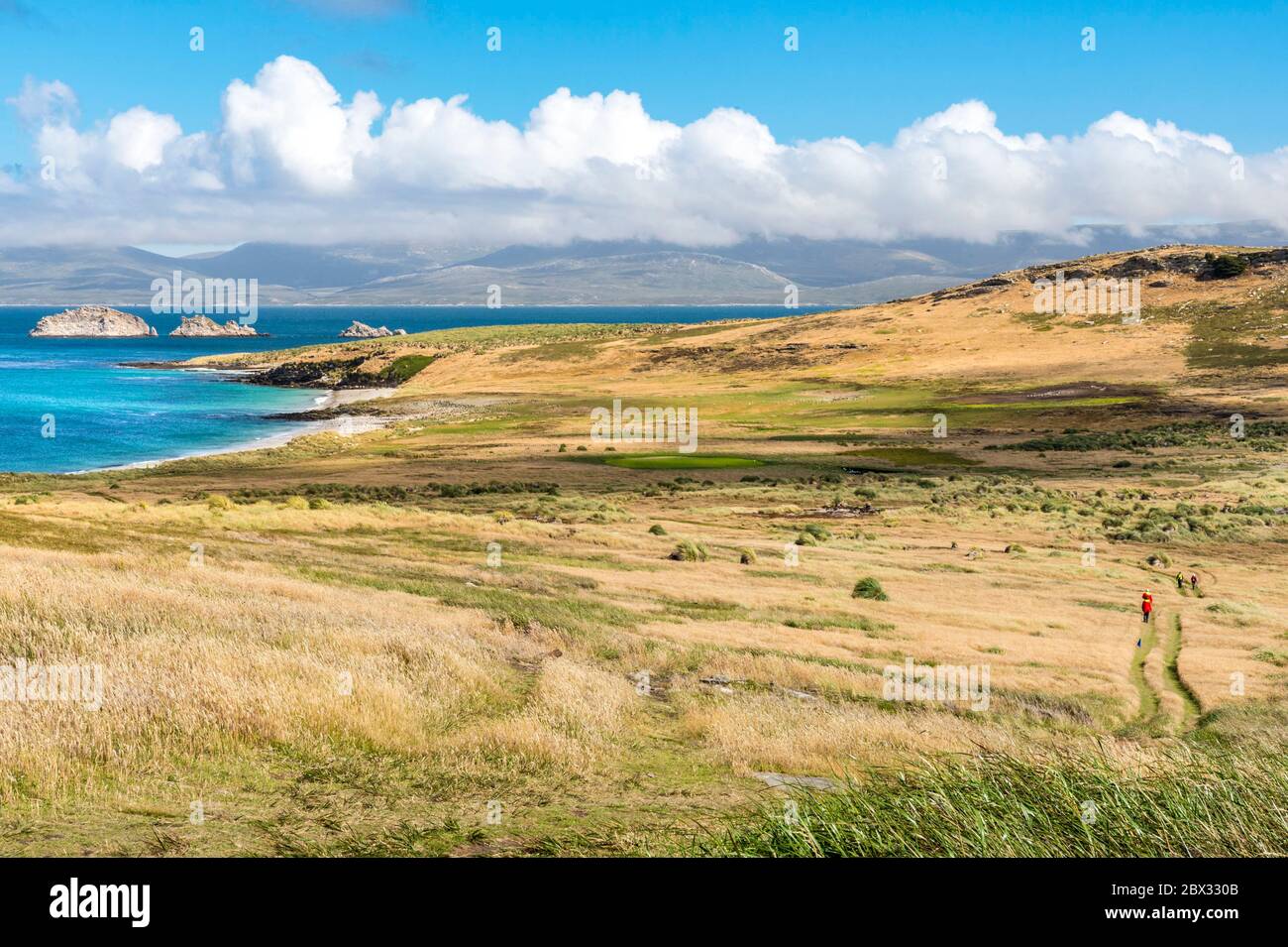 Falkland Islands, Carcass Island Stock Photo - Alamy