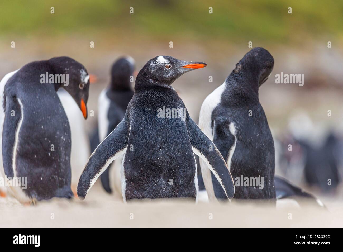 Falkland Islands, West Falkland, Grave Cove, Largest colony of Gentoo ...