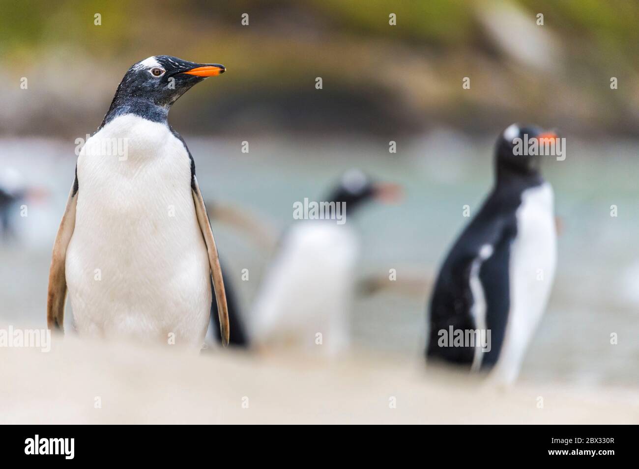 Falkland Islands, West Falkland, Grave Cove, Largest colony of Gentoo ...
