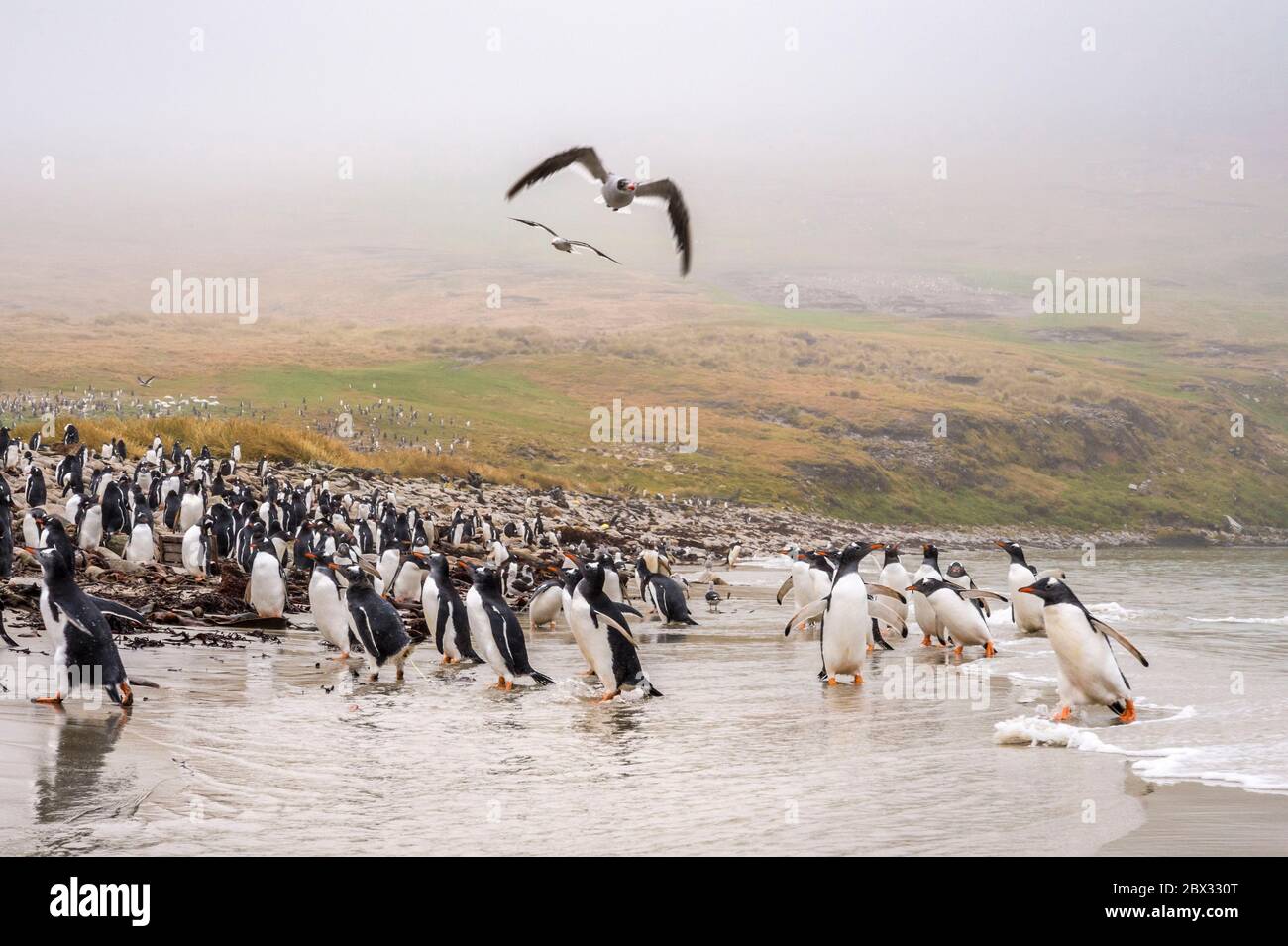 Falkland Islands, West Falkland, Grave Cove, Largest colony of Gentoo ...
