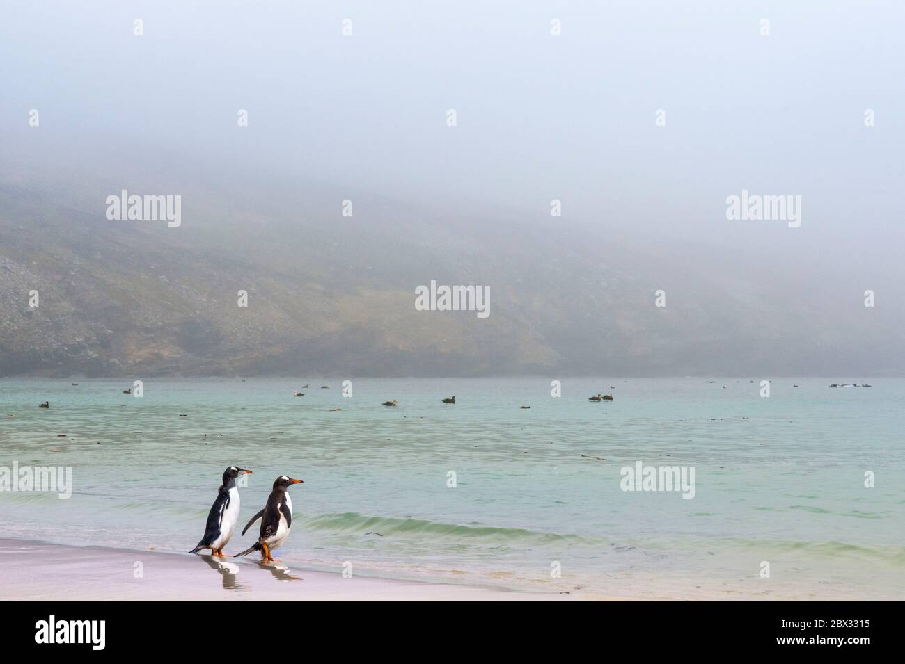 Falkland Islands, West Falkland, Grave Cove, Largest colony of Gentoo ...