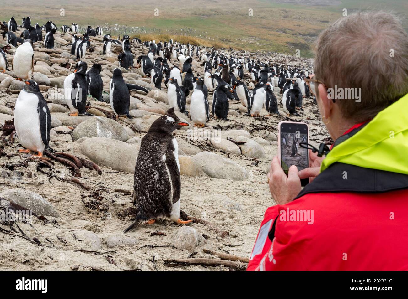 Falkland Islands, West Falkland, Grave Cove, Largest colony of Gentoo ...