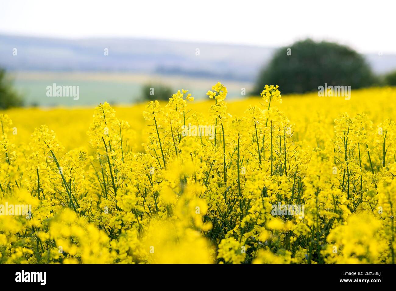 Close up detail of blooming yellow rapeseed plants in agricultural farm ...