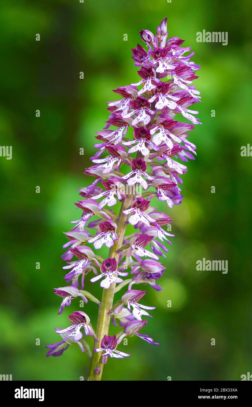 Orchidacee family hi-res stock photography and images - Alamy