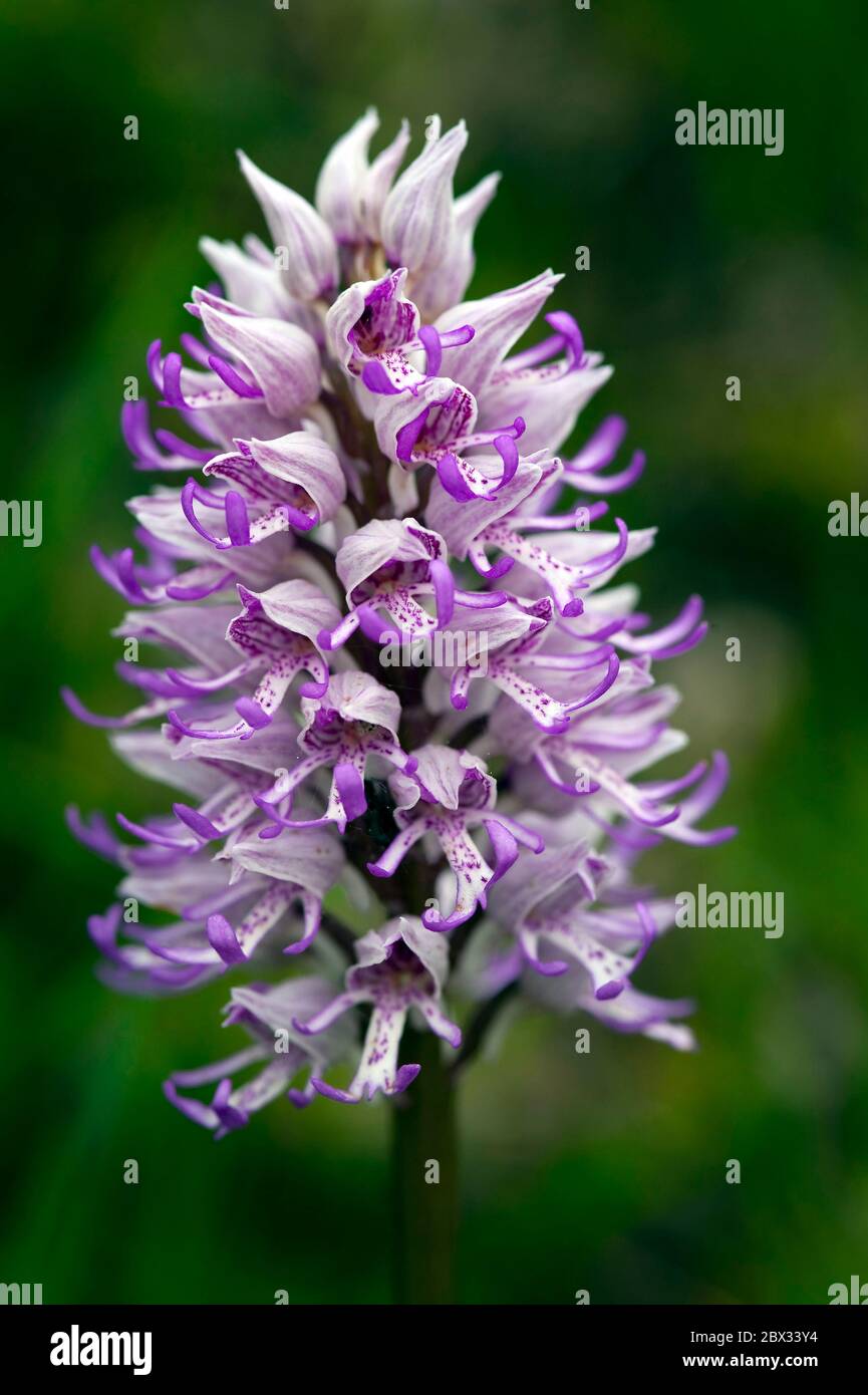 France, Alps, alpine flora, Orchis Militaire flower or Orchis militaris ...