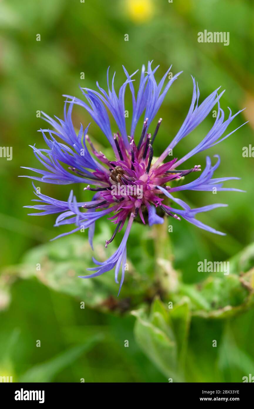 France, Alpine flora, Mountain centaur, Blueberry mountains, Asteracees ...