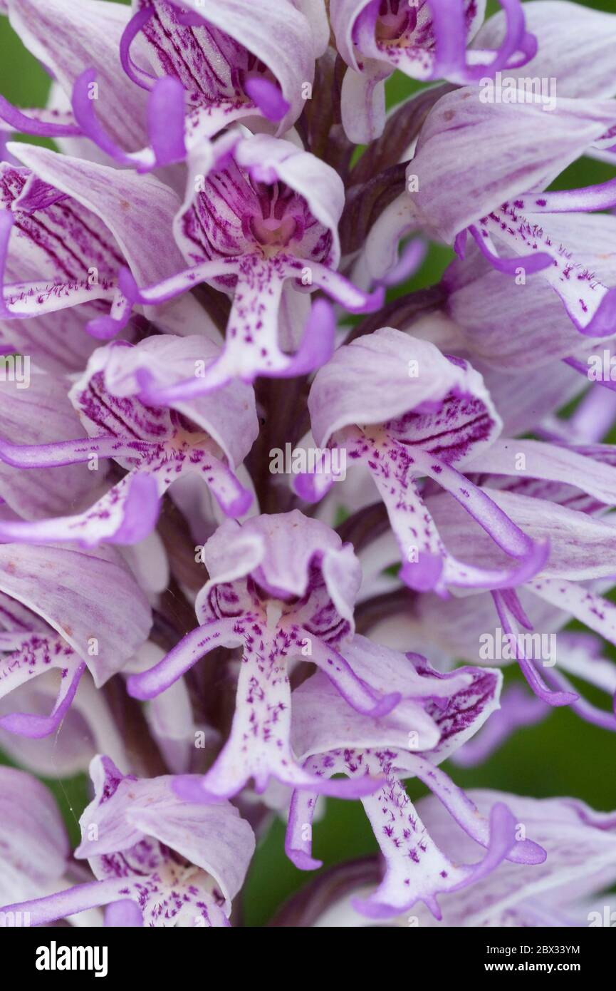 Orchidacee family hi-res stock photography and images - Alamy