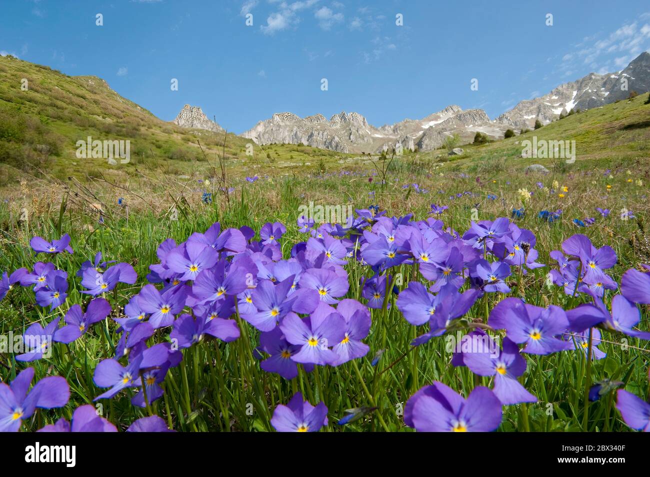 Violacees hi-res stock photography and images - Alamy