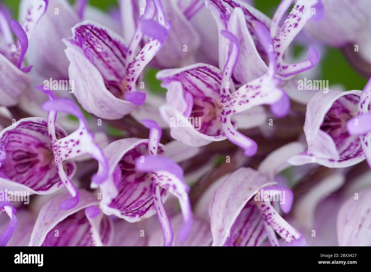 France, Alps, alpine flora, Orchis Militaire flower or Orchis militaris ...