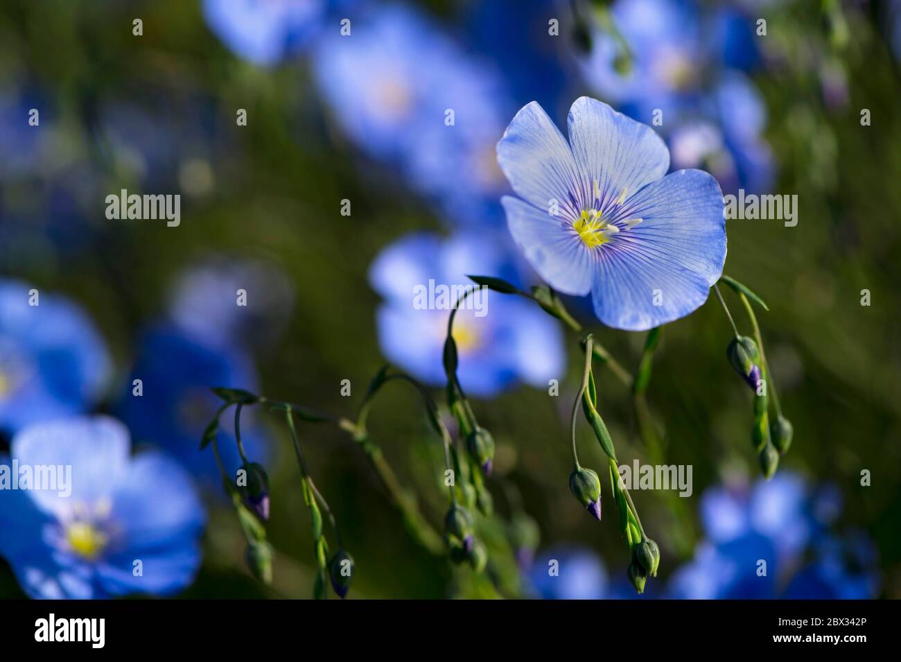 France, Alps, alpine flora, flower of Lin Perenne ag, Linum perenne ...