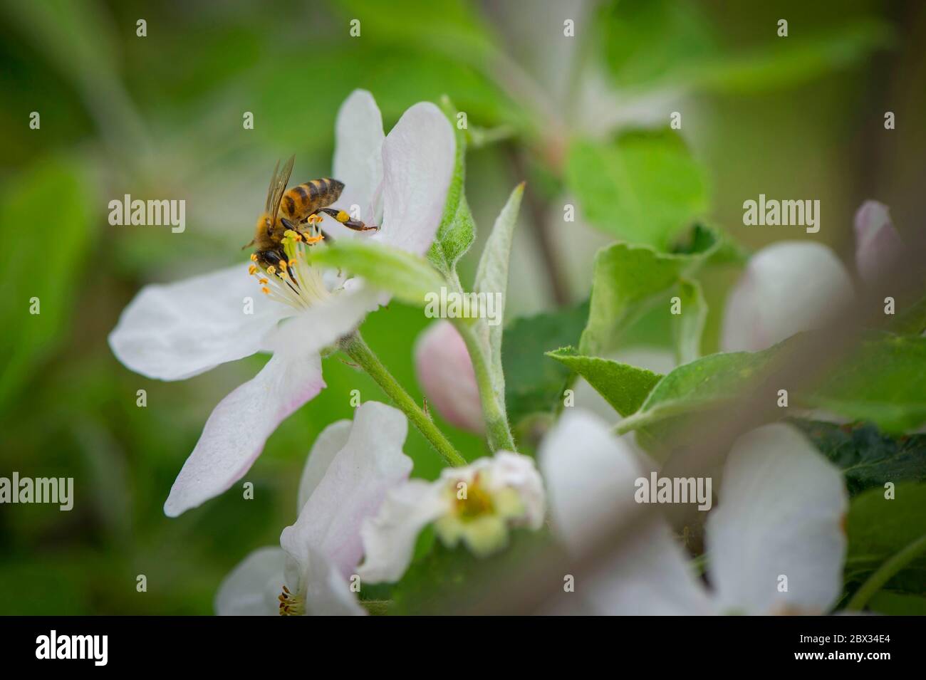 France, Haute Savoie, bee foraging a flower of apple trees varieties ...