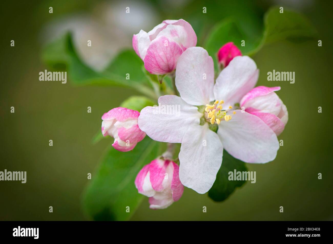 France, Haute Savoie, apple tree varieties Gloster with its staggered ...
