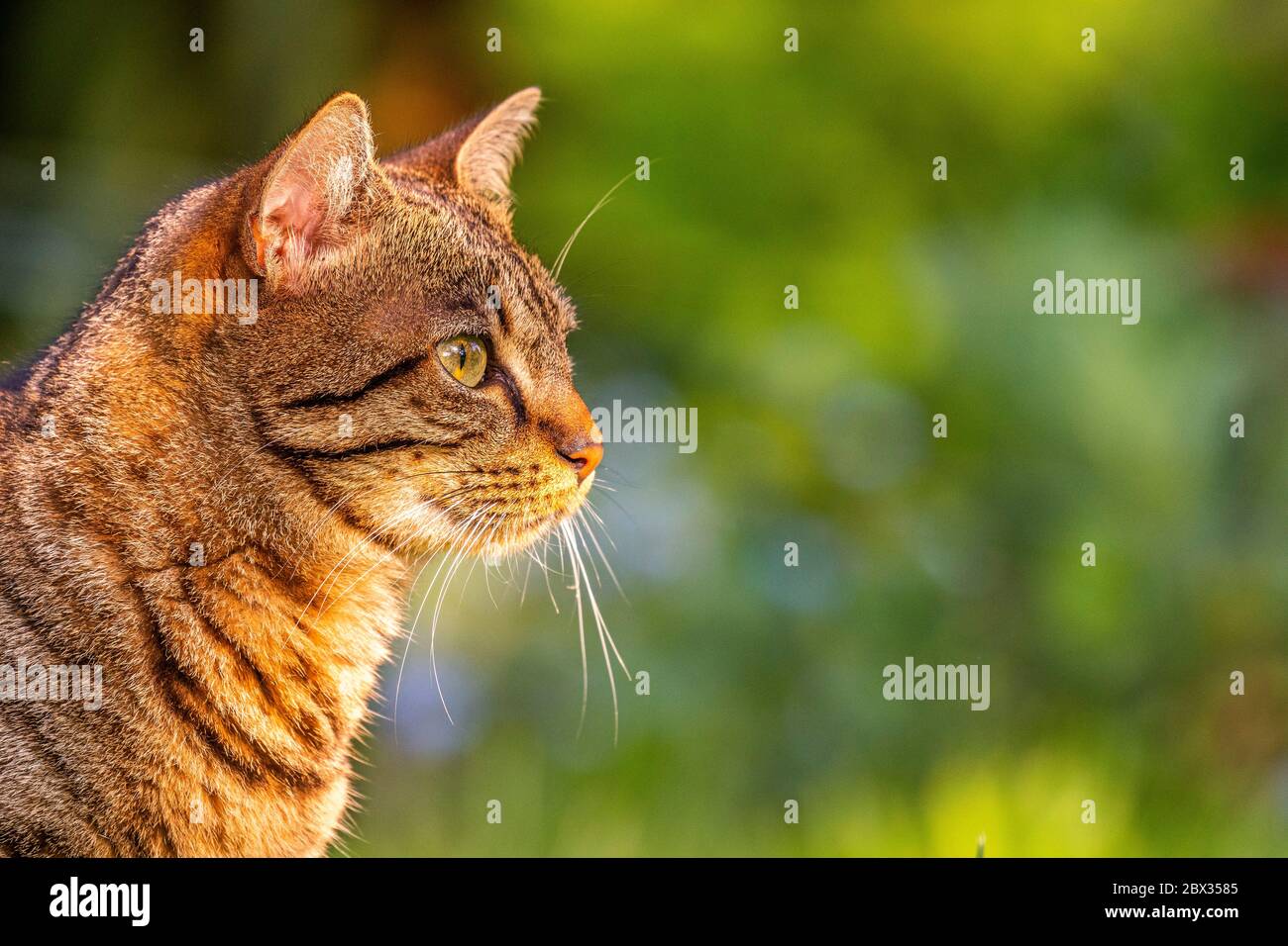 France, Somme (80), Marcheville, The female cat Minette in the garden ...