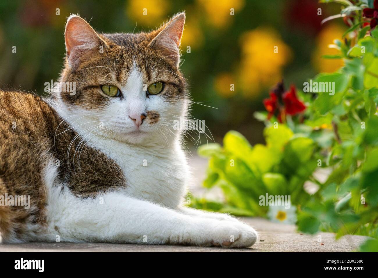 France, Somme (80), Marcheville, The male cat Loulou in the garden ...