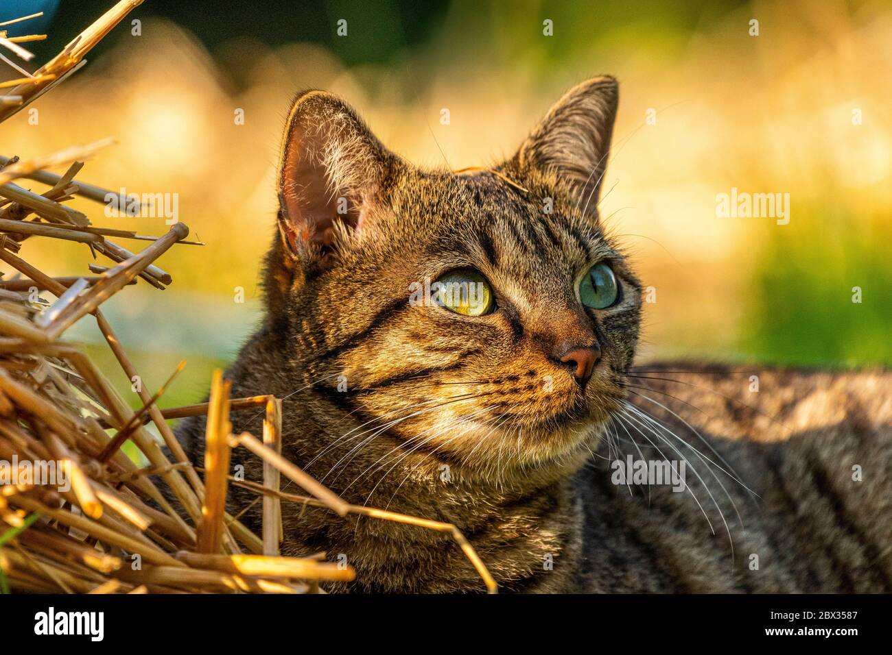 France, Somme (80), Marcheville, The female cat Minette in the garden ...