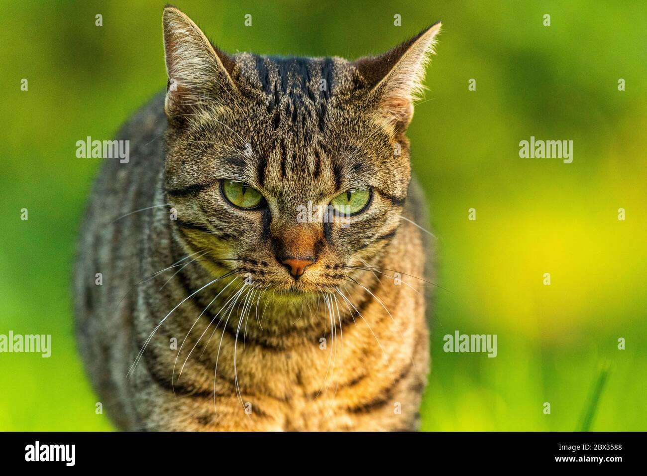 France, Somme (80), Marcheville, The female cat Minette in the garden ...