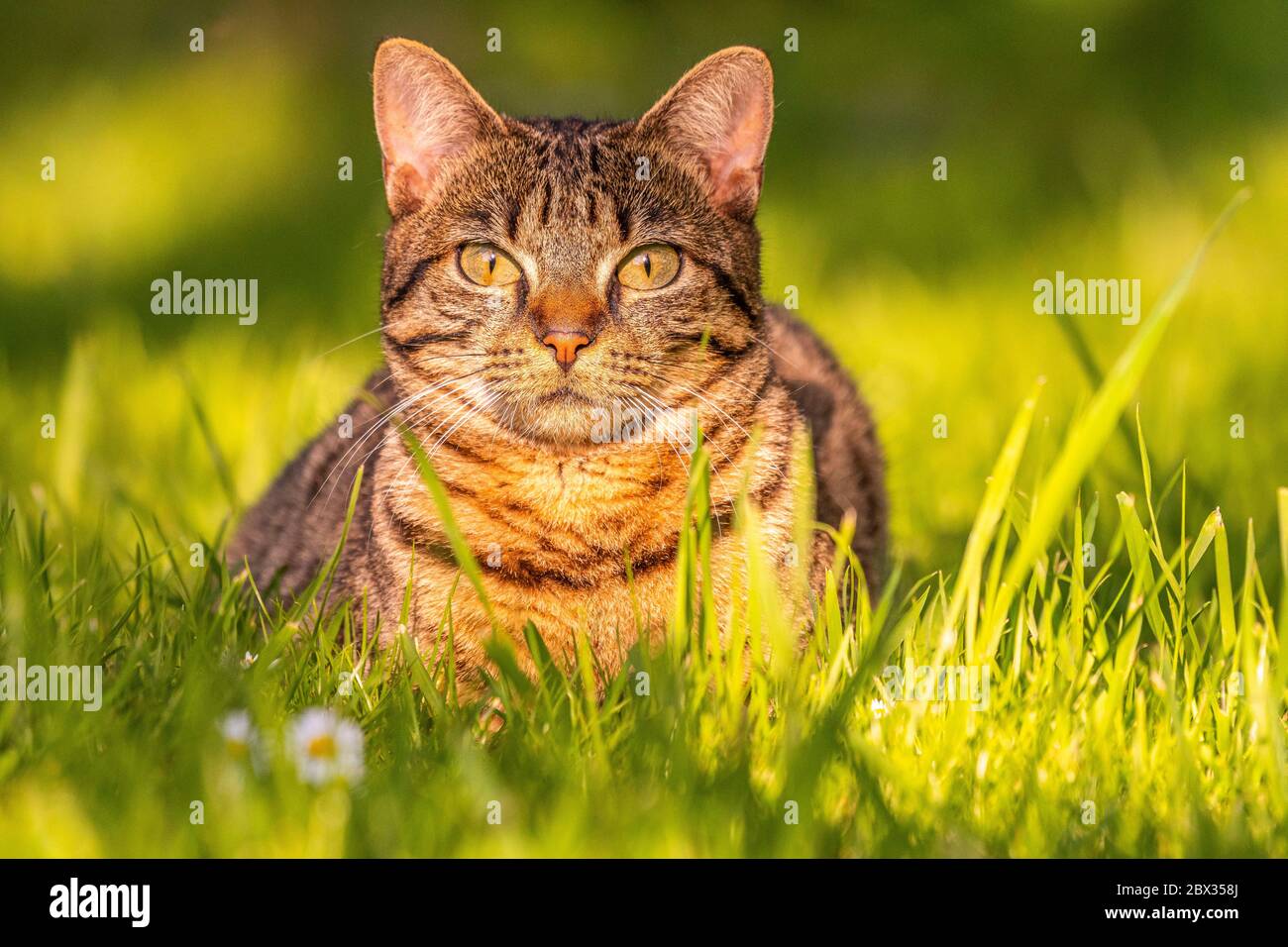 France, Somme (80), Marcheville, The female cat Minette in the garden ...