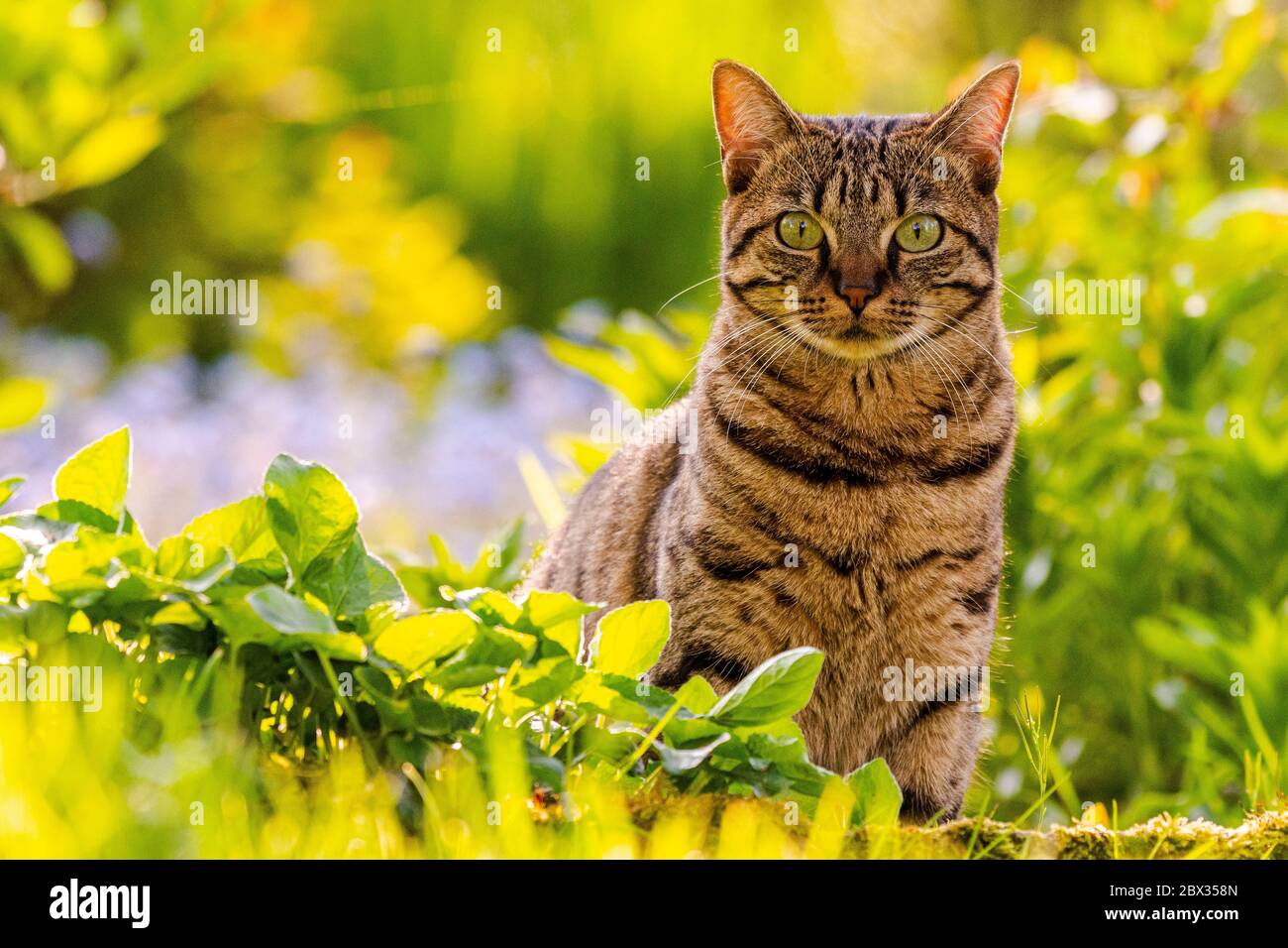 France, Somme (80), Marcheville, The female cat Minette in the garden ...