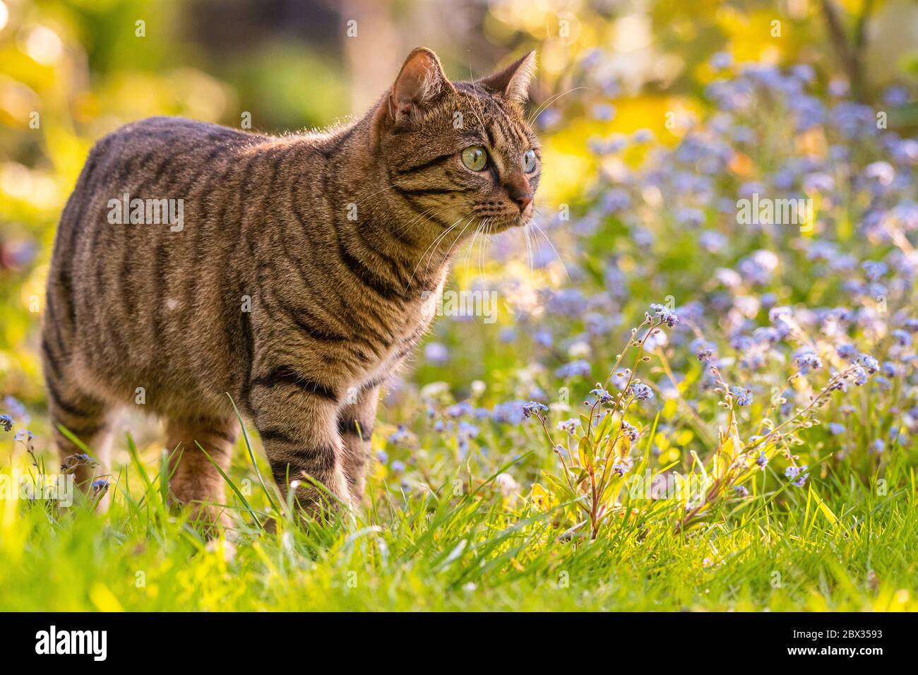 France, Somme (80), Marcheville, The female cat Minette in the garden ...