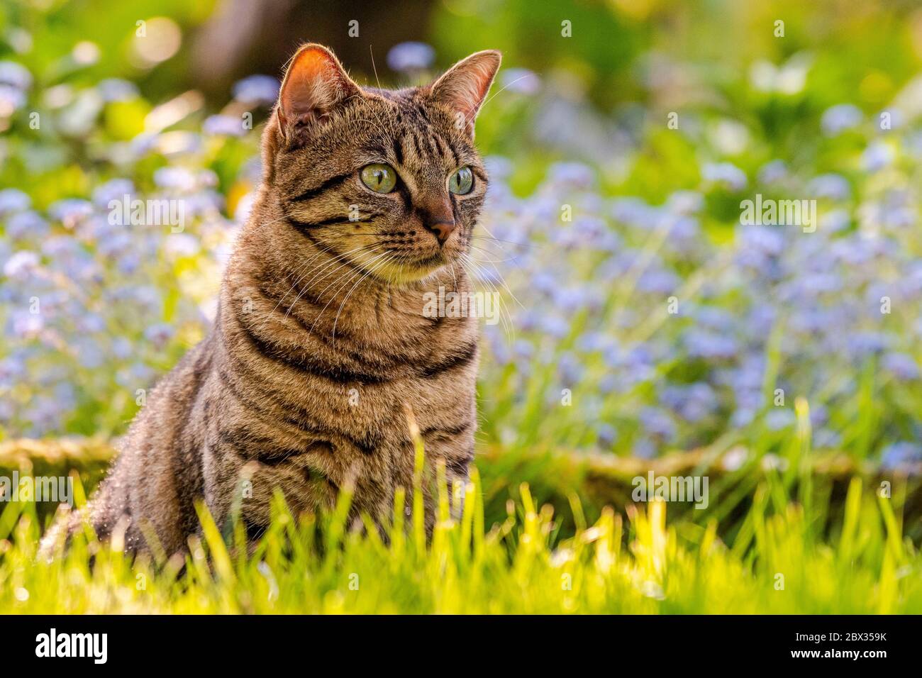 France, Somme (80), Marcheville, The female cat Minette in the garden ...
