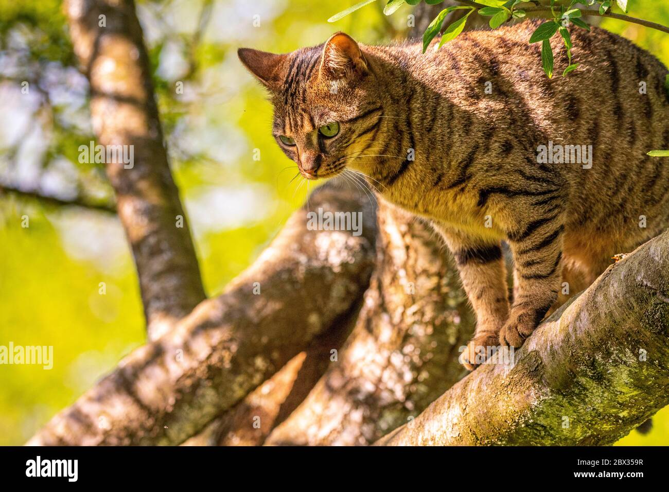 France, Somme (80), Marcheville, The female cat Minette in the garden ...