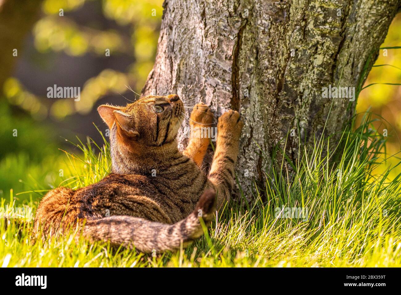 France, Somme (80), Marcheville, The female cat Minette in the garden ...