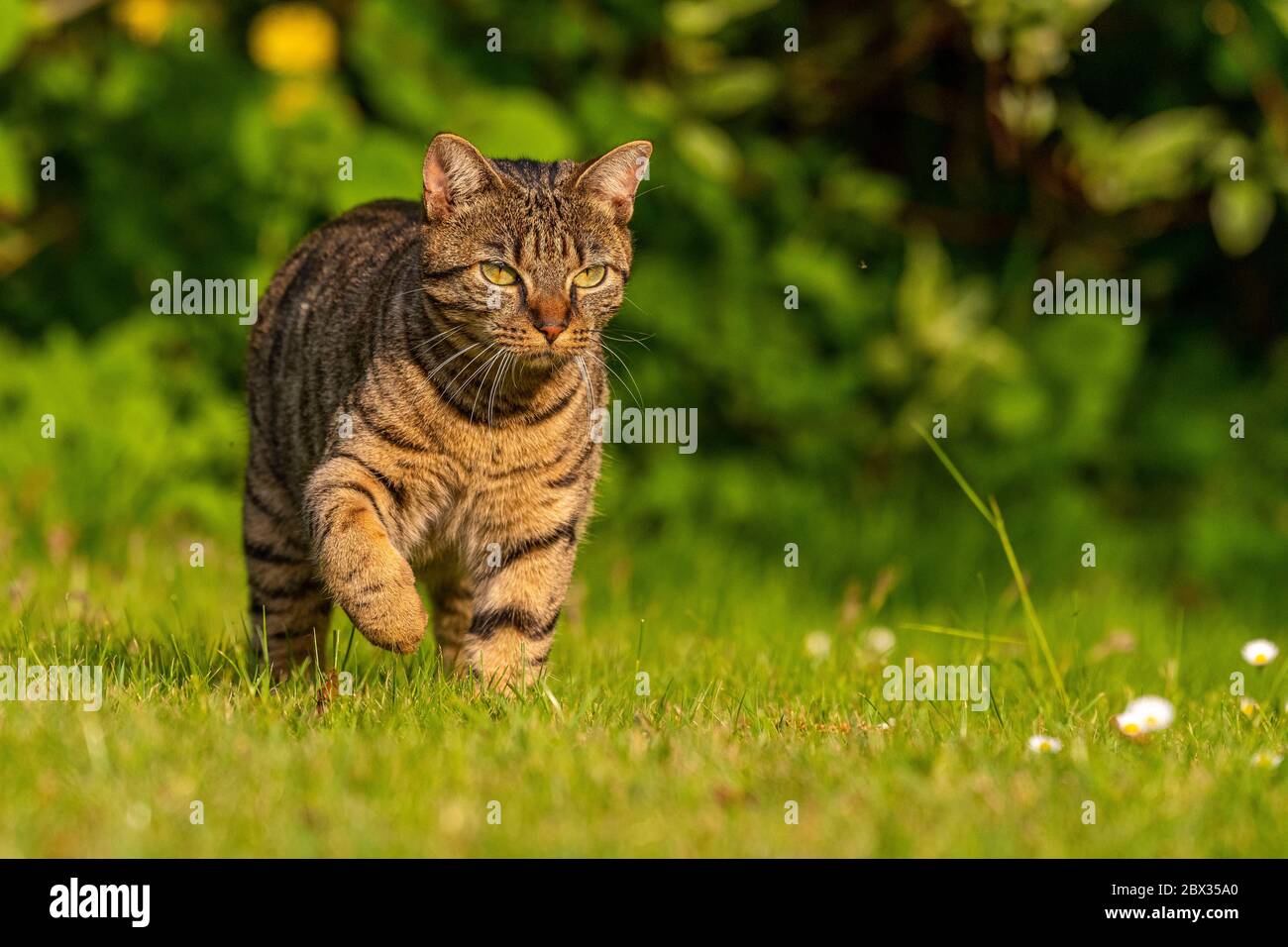 France, Somme (80), Marcheville, The female cat Minette in the garden ...