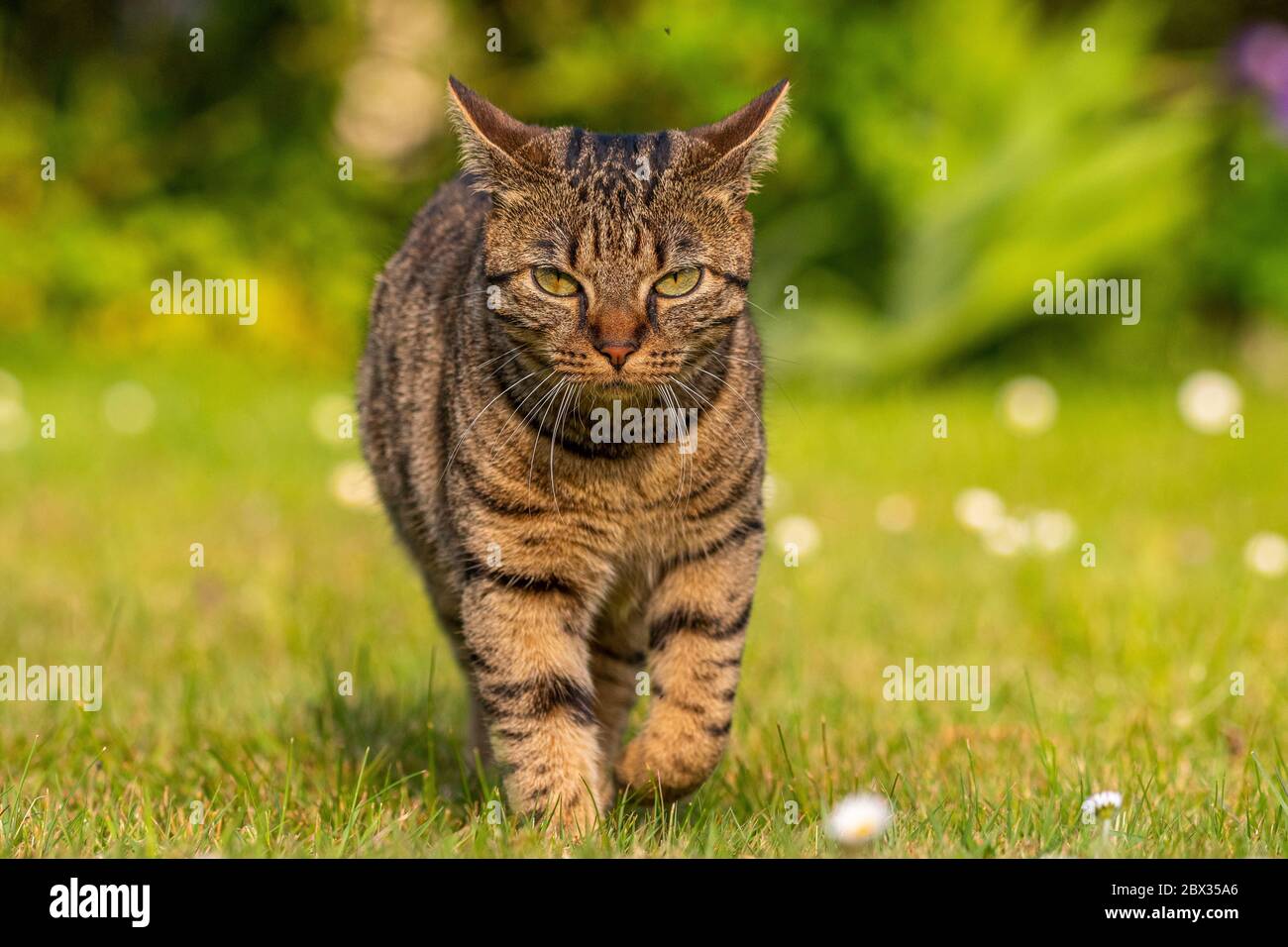 France, Somme (80), Marcheville, The female cat Minette in the garden ...