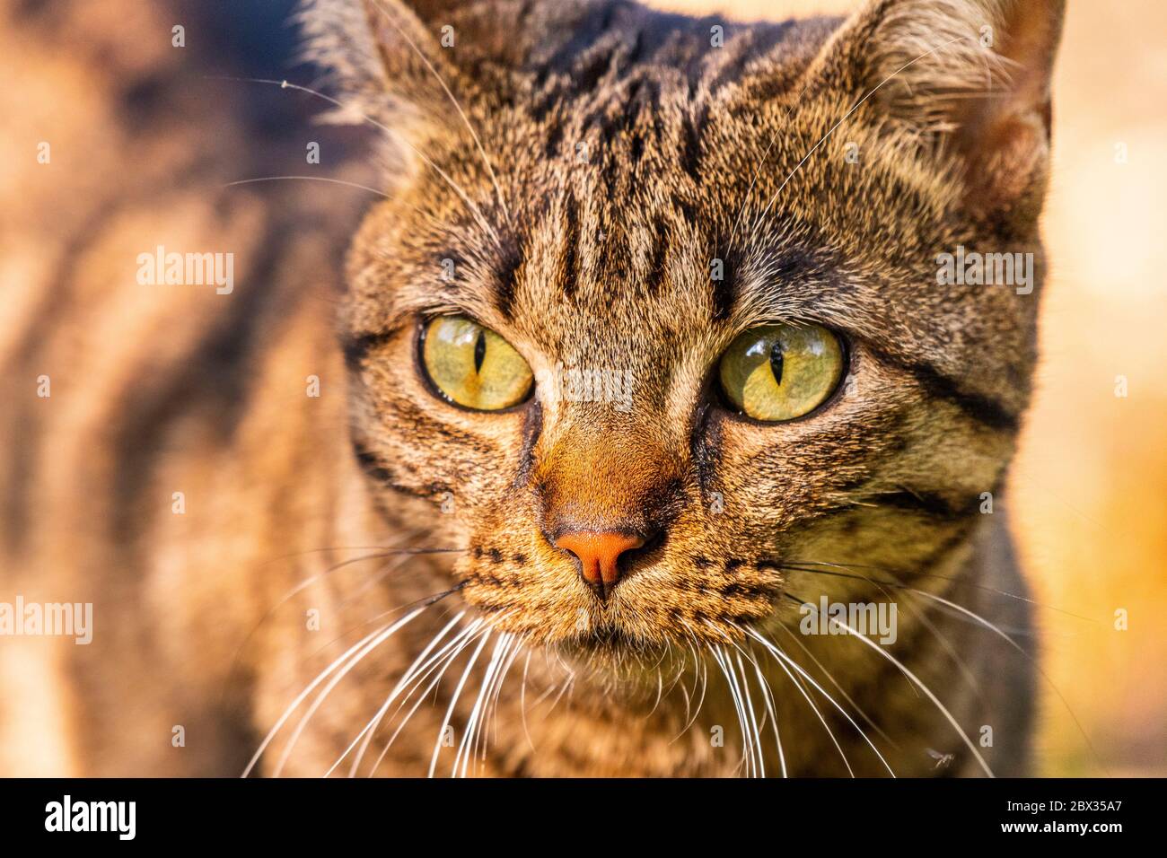 France, Somme (80), Marcheville, The female cat Minette in the garden ...