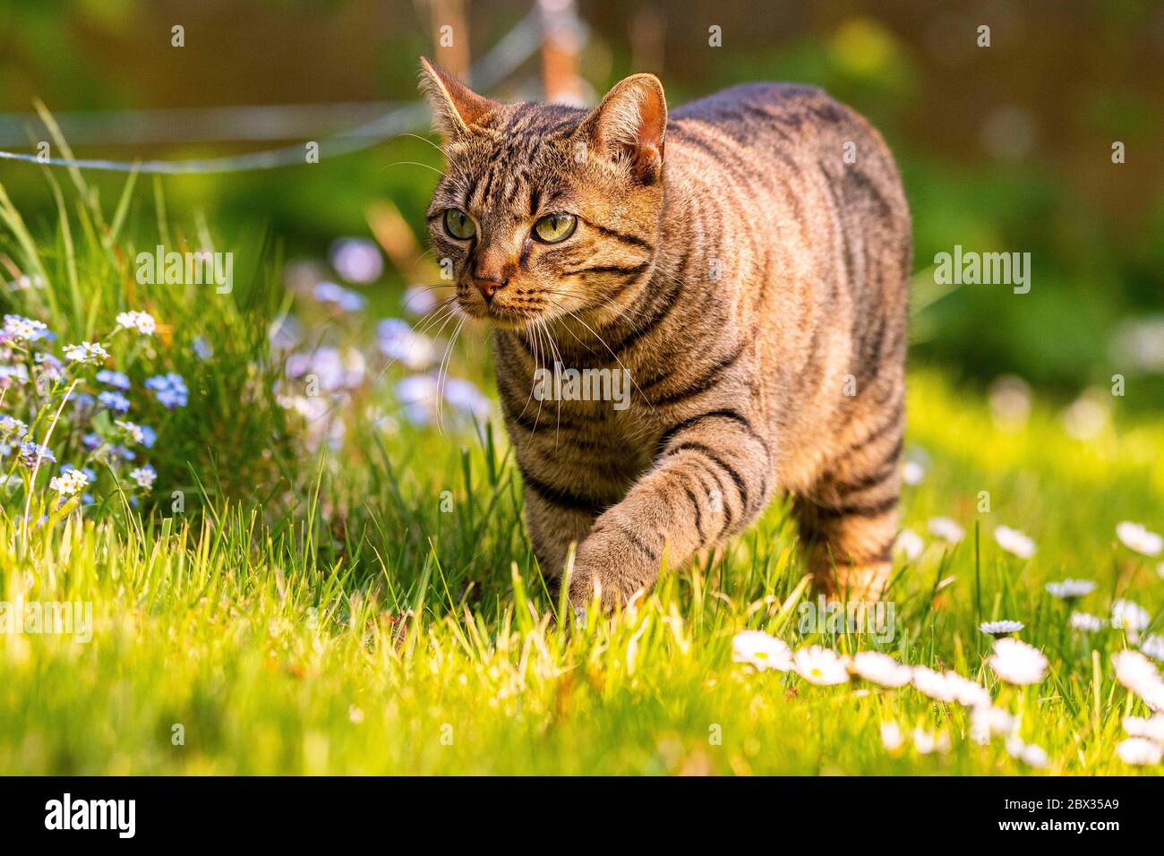 France, Somme (80), Marcheville, The female cat Minette in the garden ...