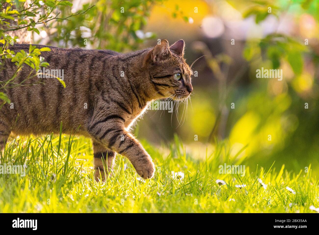 France, Somme (80), Marcheville, The female cat Minette in the garden ...