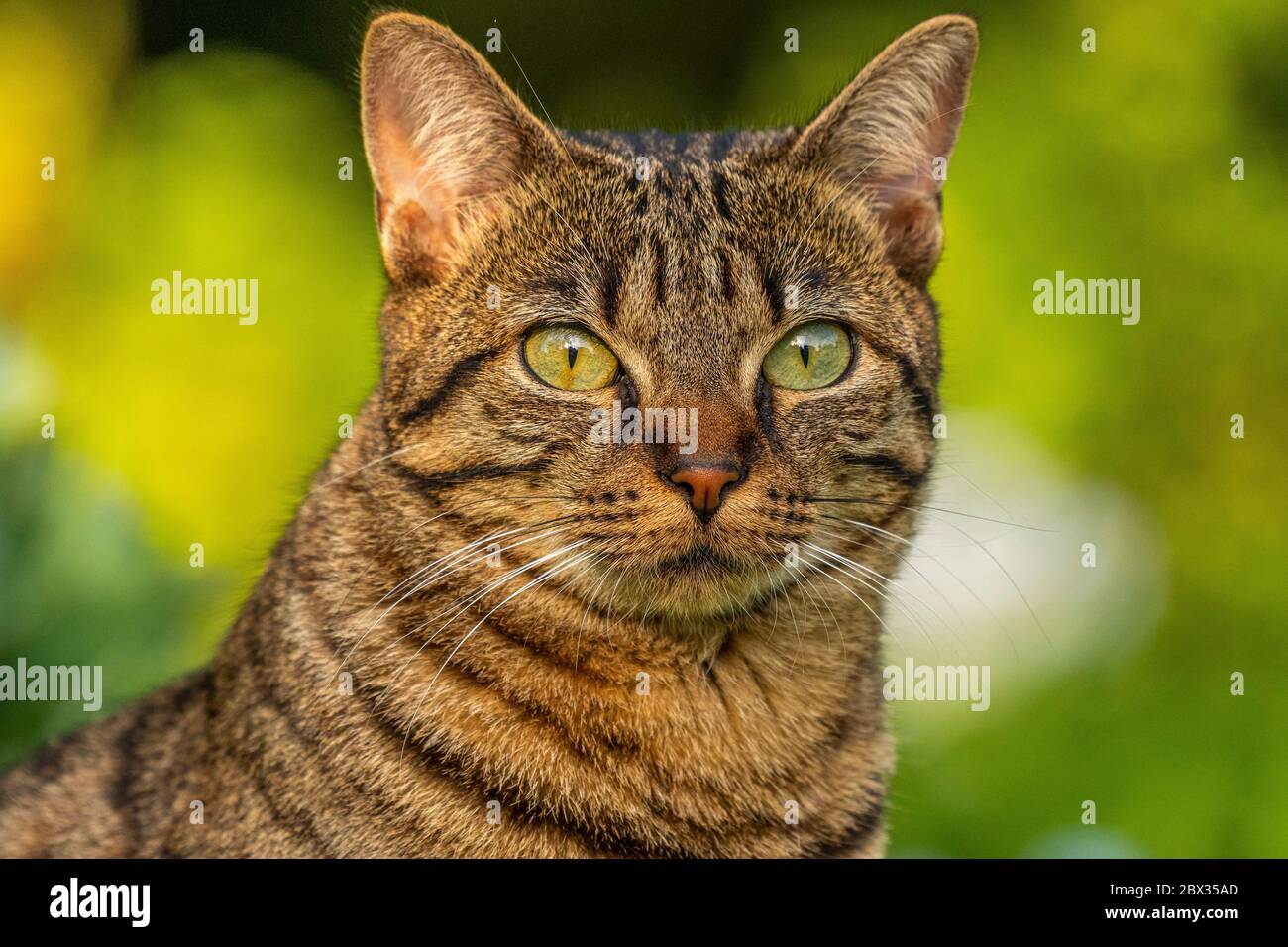 France, Somme (80), Marcheville, The female cat Minette in the garden ...