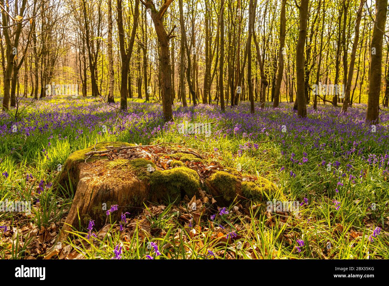 France, Somme (80), Crécy-en-Ponthieu, Crécy forest, Hyacinthoides non ...