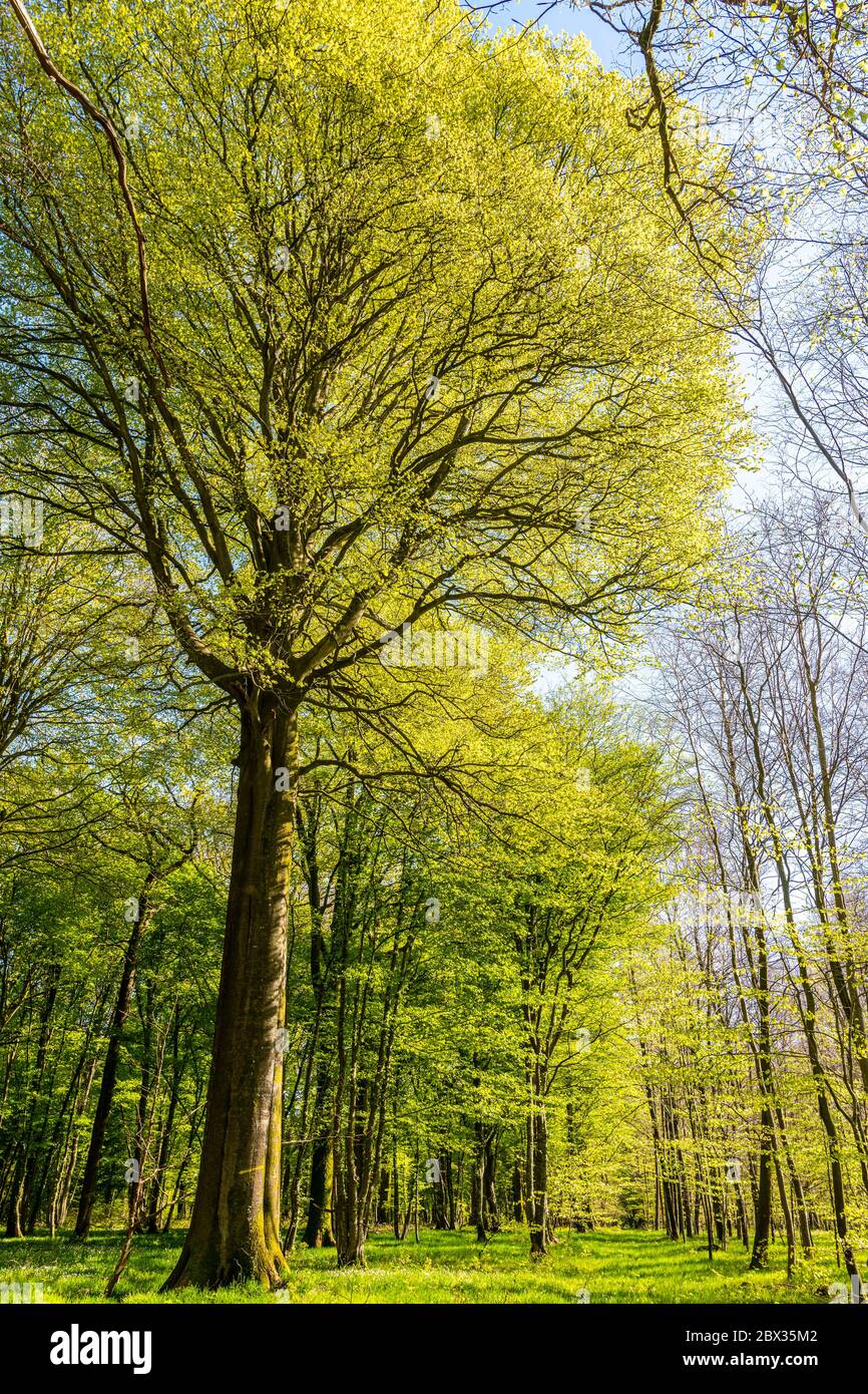 France, Somme (80), Crécy-en-Ponthieu, Forêt de Crécy, Beech (Fagus ...