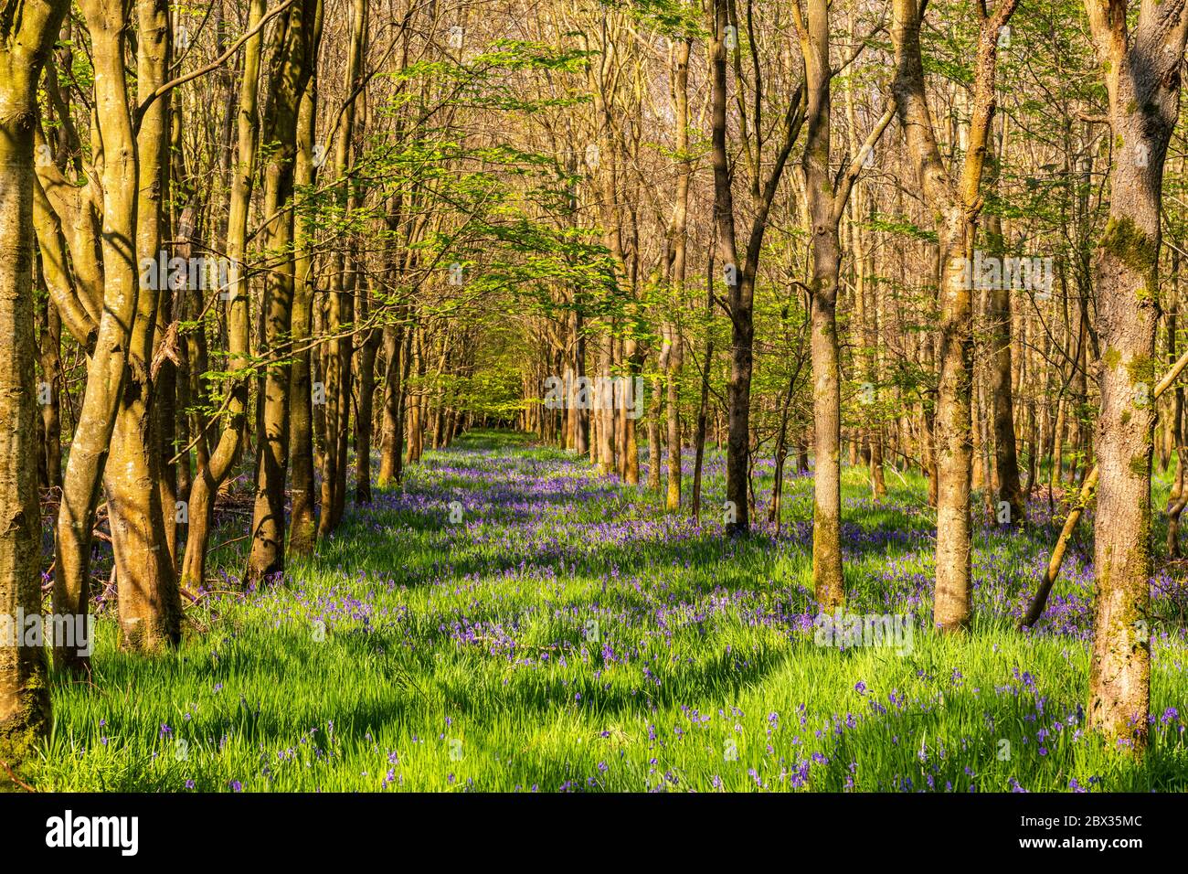 France, Somme (80), Crécy-en-Ponthieu, Crécy forest, Hyacinthoides non ...