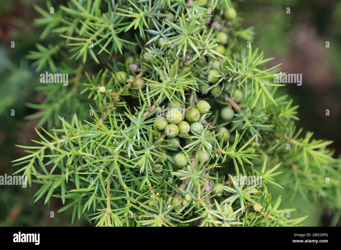English juniper hi-res stock photography and images - Alamy